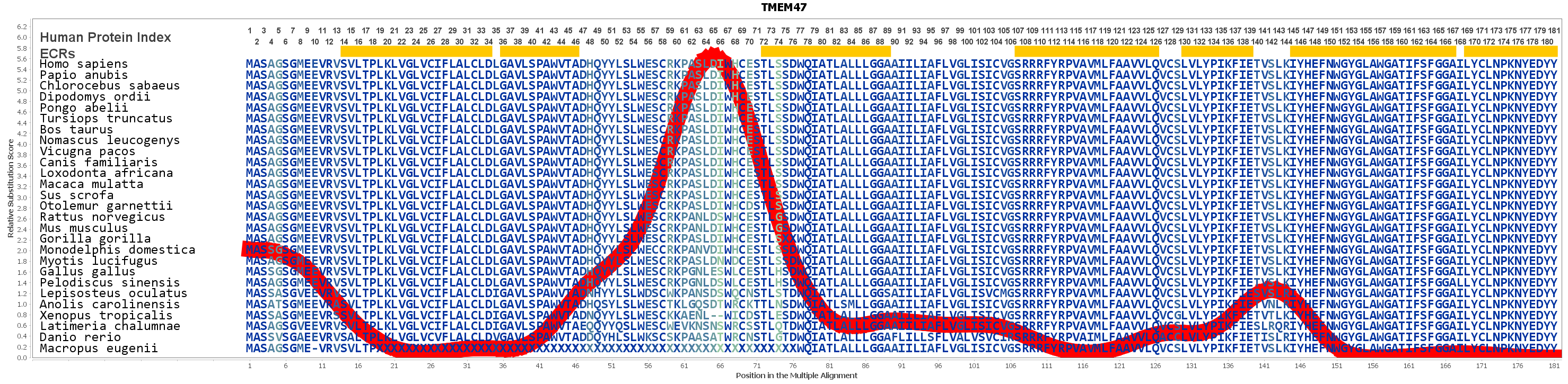 TMEM47 Gene - GeneCards | TMM47 Protein | TMM47 Antibody