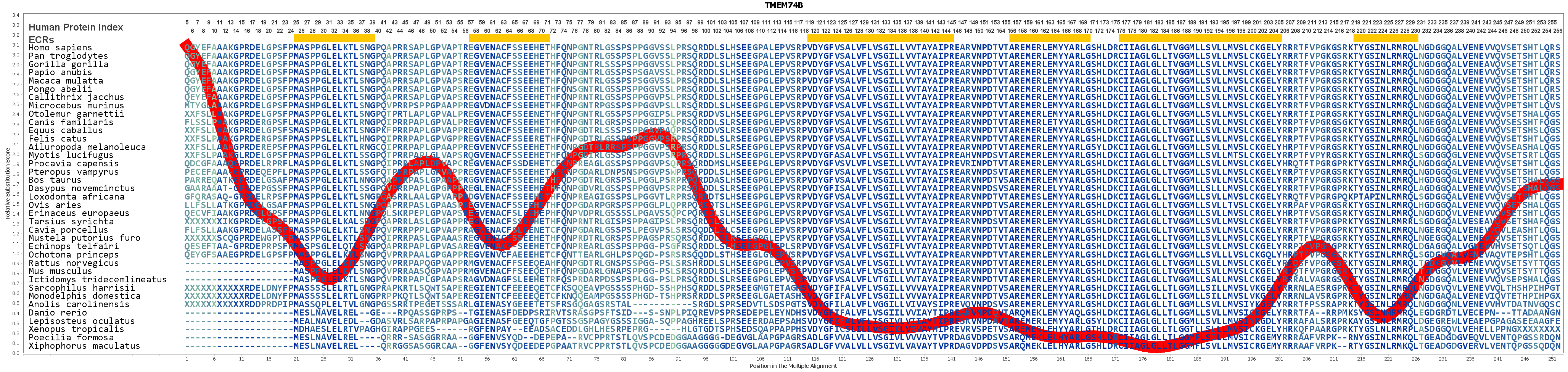 TMEM74B Gene - GeneCards | TM74B Protein | TM74B Antibody