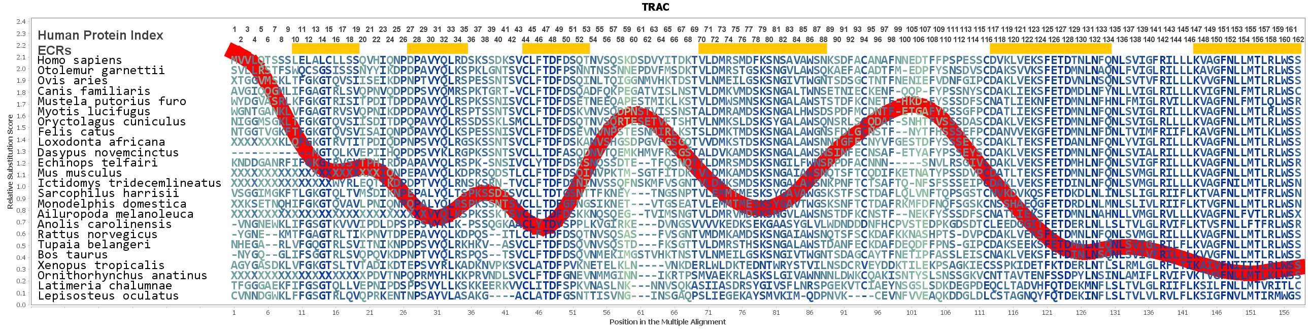 TRAC Gene - GeneCards | TRAC Protein | TRAC Antibody