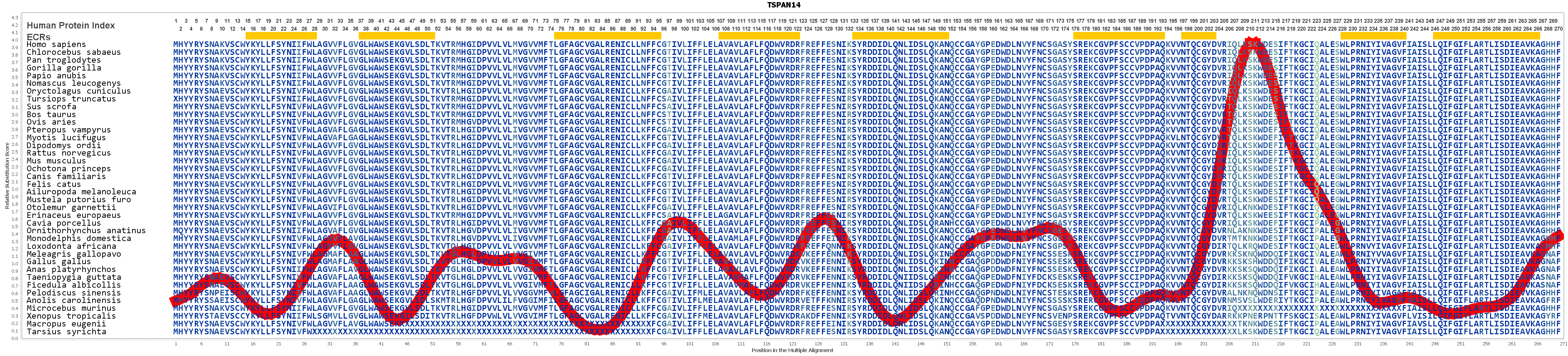 TSPAN14 Gene - GeneCards | TSN14 Protein | TSN14 Antibody