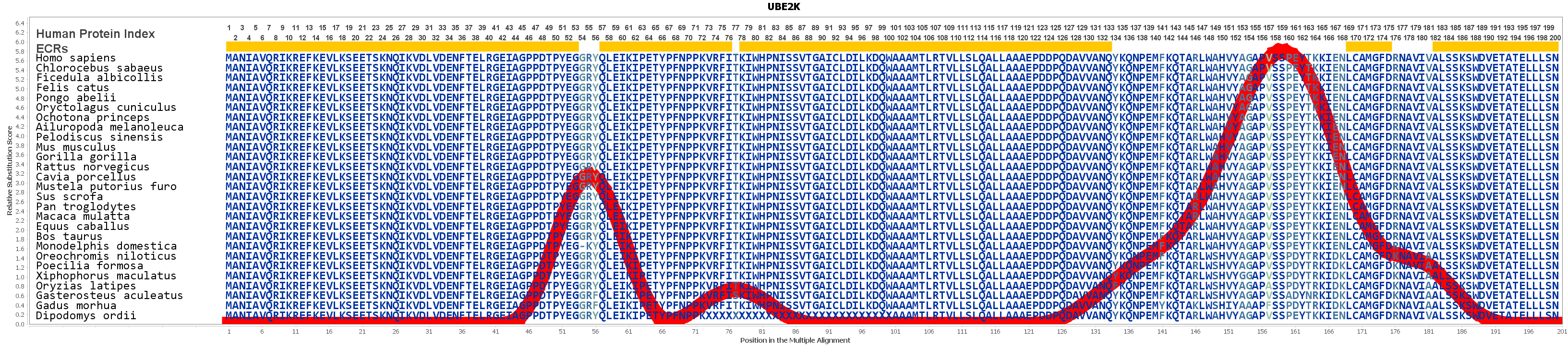 UBE2K Gene - GeneCards | UBE2K Protein | UBE2K Antibody