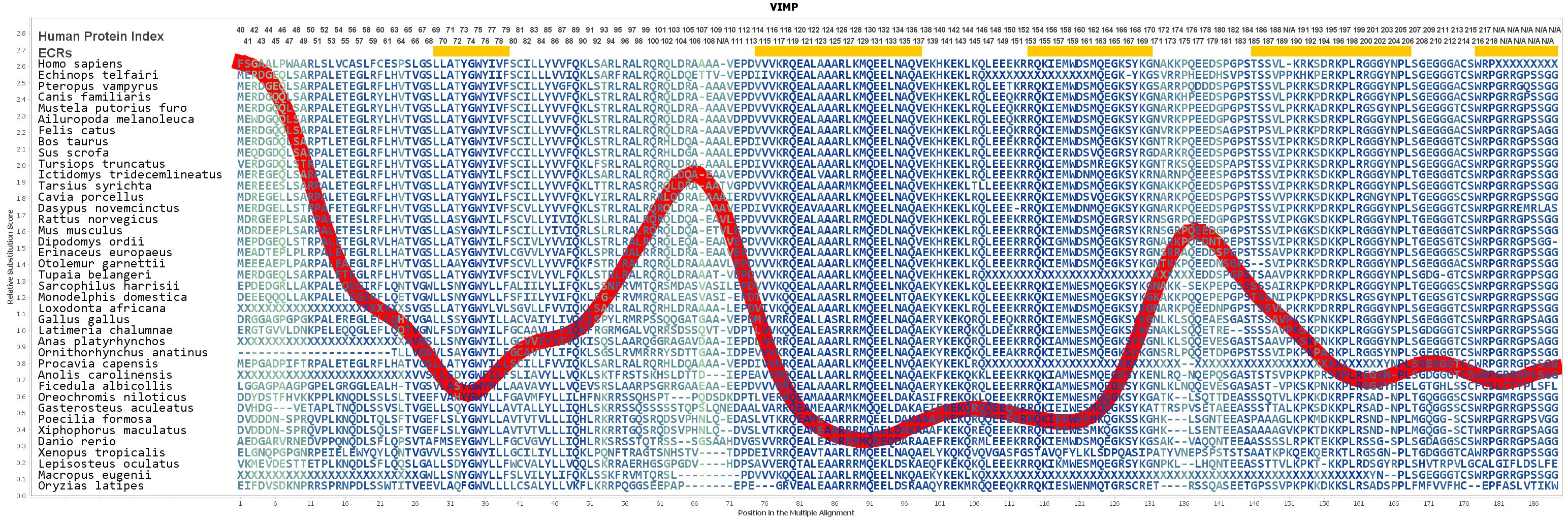 SELENOS Gene - GeneCards | SELS Protein | SELS Antibody