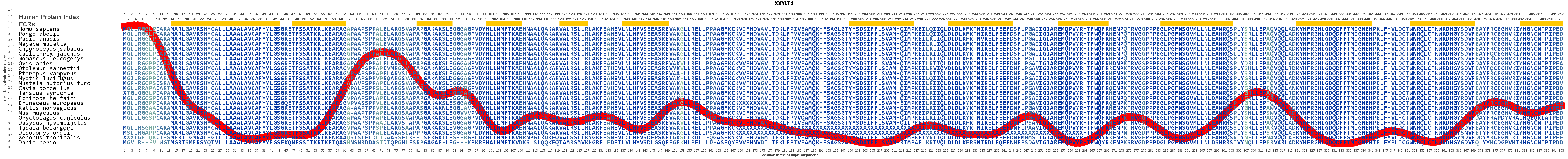 XXYLT1 Gene - GeneCards | XXLT1 Protein | XXLT1 Antibody